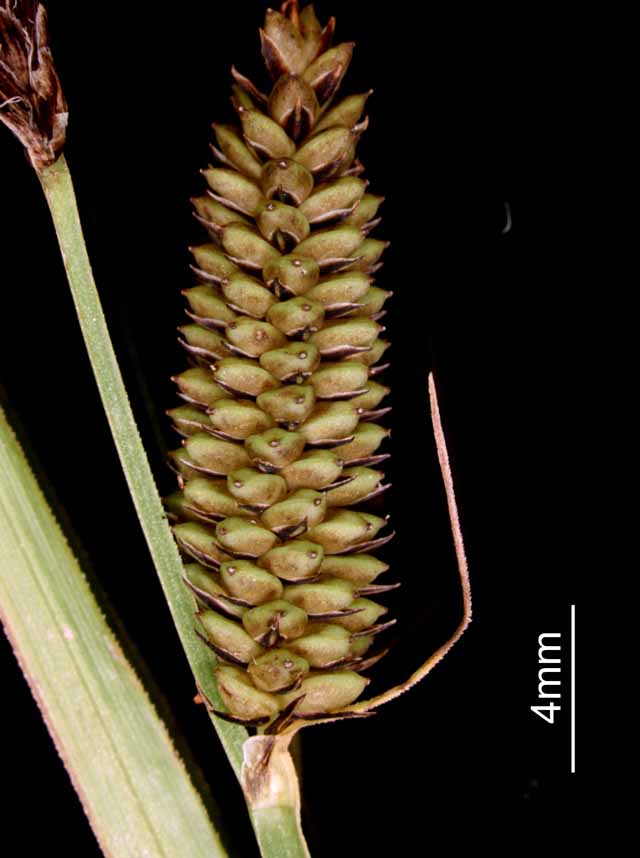 シュミットスゲ